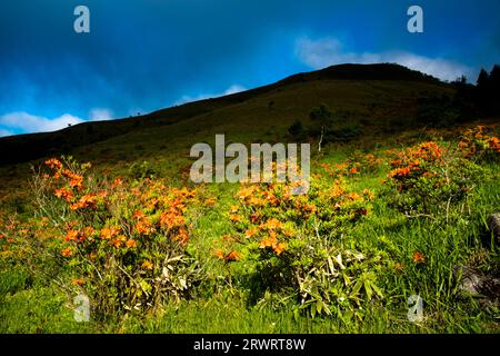 Kurumayama Plateau in bloom Stock Photo - Alamy