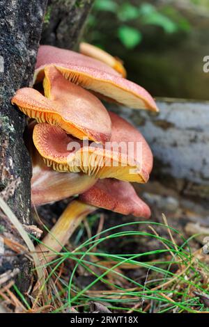 Lemon-leaved russula, Russula sardonia (Russulaceae), inedible Stock ...