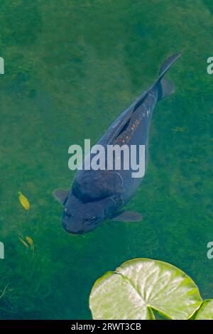Farmed Mirror Carp Stock Photo - Alamy
