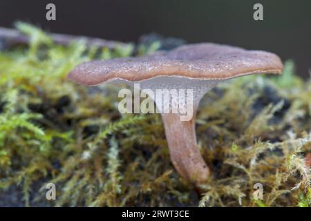 Winter Polypore between moss on an old branch / Polyporus brumalis ...