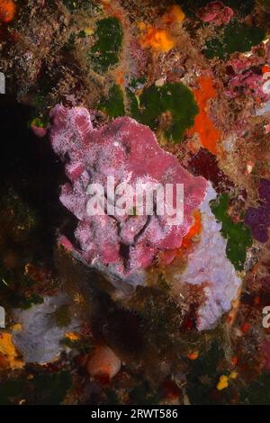 Sponge (Dysidea avara) Mediterranean Sponge, Pink fireplace sponge ...