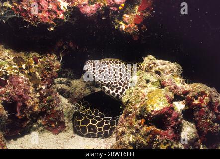 Large Reticulated Moray Stock Photo - Alamy