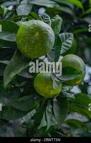Organic lemon plantations fruits close up background. Málaga, Andalusia ...