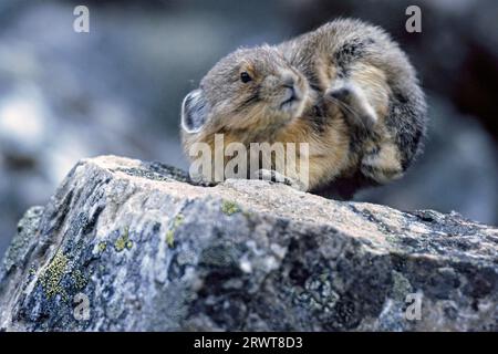 American Pika (Ochotona princeps), Glacier National Park, Montana Stock ...