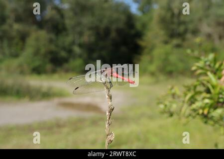 Sympetrum sanguineum on an unidentified plant Stock Photo - Alamy
