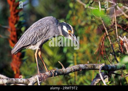 Yellow crowned Night Heron Adult Stock Photo - Alamy