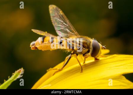 syrphid parasitized by Beauveria bassiana Stock Photo - Alamy