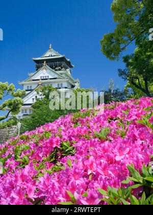Osaka Castle with azaleas in bloom Stock Photo - Alamy