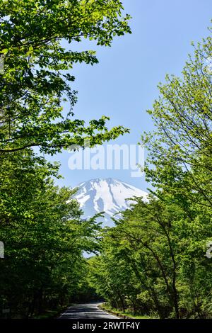 Mt. Fuji seen from the fresh green Oshino Stock Photo - Alamy