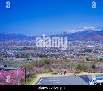 Yamanashi Landscapes Peach blossoms in Kofu Basin Fuefuki-Kofu City and ...