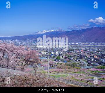 Yamanashi Landscapes Cherry blossoms in Kofu Basin, Fuefuki-Kofu City ...