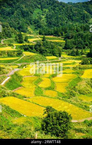 Terraced rice paddies in Niigata, Japan Stock Photo - Alamy