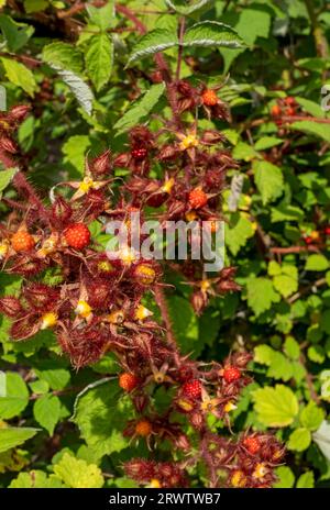 Close up of Japanese Wineberry Wineberries plant asian raspberry in ...