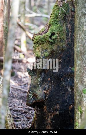 fungi in the tasmanian bush Stock Photo - Alamy