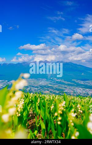 German lily flowers and the Yatsugatake Mountains Stock Photo - Alamy