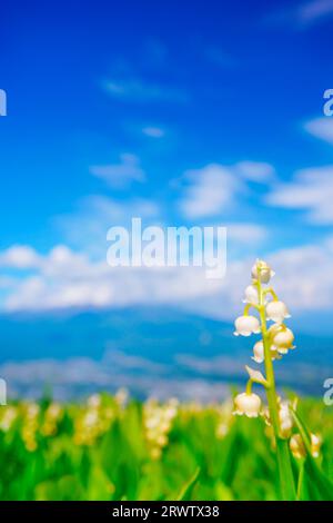 German lily flowers and the Yatsugatake Mountains Stock Photo - Alamy