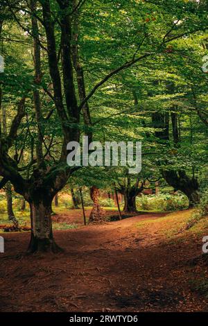 beech forest in the basque country on mount urkiola in the province of ...