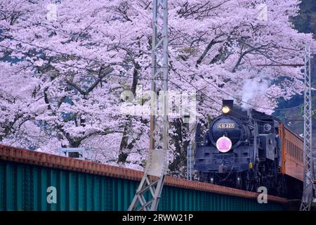 Oigawa Railway steam locomotive and cherry blossoms (Rosaceae Stock ...