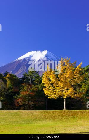 Fuji from Pines Park Stock Photo - Alamy