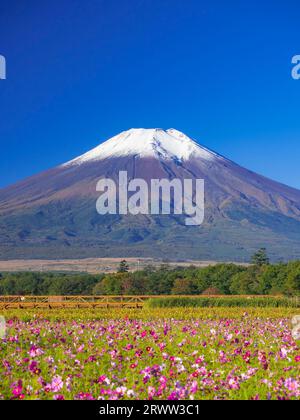 Mt. Fuji covered with snow for the first time and a flower field Stock ...