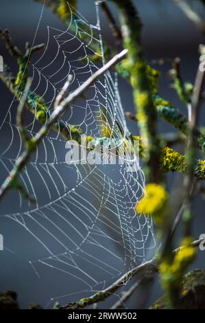Spider web between the branches Stock Photo - Alamy