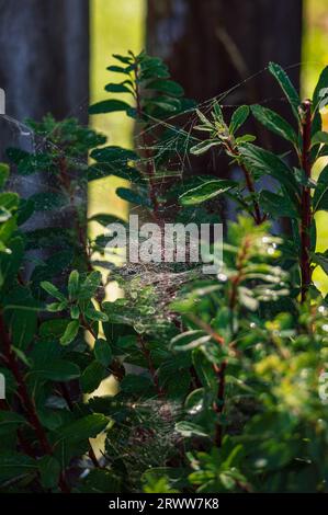 dense cobwebs between the branches Stock Photo - Alamy