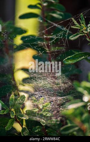 dense cobwebs between the branches Stock Photo - Alamy