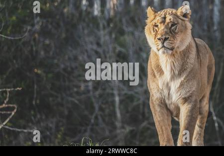 Good sized male lion looking straight ahead Stock Photo - Alamy