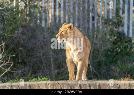 Good sized male lion looking to one side Stock Photo - Alamy