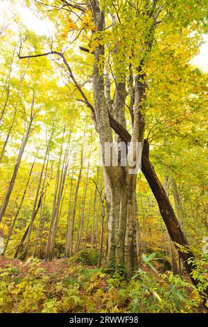 Shirakami Sanchi, Takehtai Beech Forest in Autumn Stock Photo - Alamy