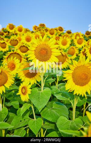 Yellow flowers field under blue cloudy sky Stock Photo - Alamy