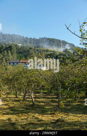 Europe, Spain, Basque Country, Usurbil, An Orchard growing Apples for ...