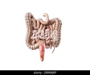 Illustration of the Structure of intestinal tract. This view ...