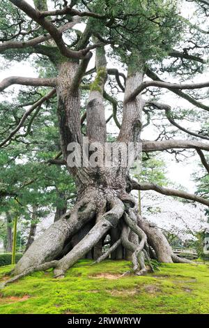 Negami pine and cherry blossoms in Kanazawa Kenrokuen Stock Photo - Alamy