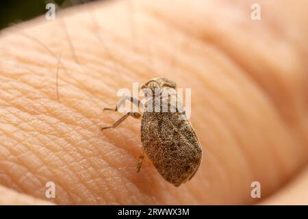 Ladybug wax cicada on human skin Stock Photo - Alamy