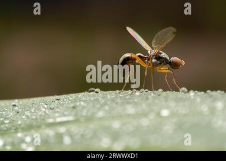 sepsidae inhabit the leaves of wild plants Stock Photo - Alamy