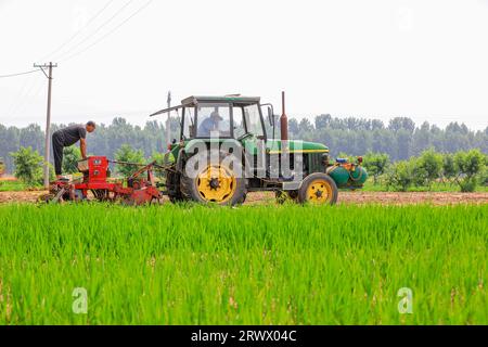 Farmers plant summer corn using no-till precision seeders in Dacang ...