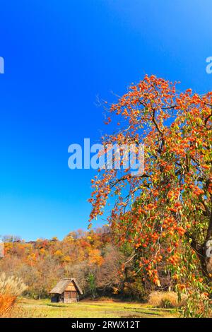 Japanese persimmon trees in morning light, Izumo, Shimane Prefecture ...