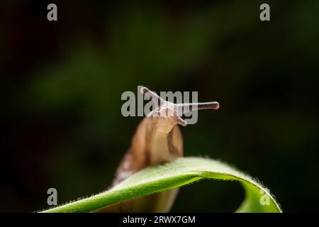 slug inhabiting on the leaves of wild plants Stock Photo - Alamy