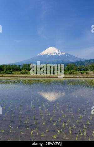 Fuji reflected in rice paddies Stock Photo - Alamy