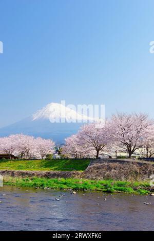 Fuji and the rows of cherry blossom trees along the Juni River ...