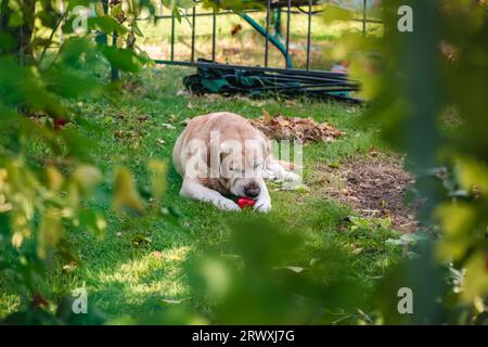 adorable Labrador eating a red apple. garden, harvest, vitamins Stock ...