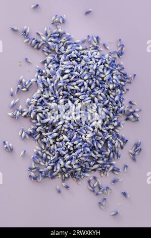A pile of dried lavender Lavandula flower buds rests on a grey stone ...
