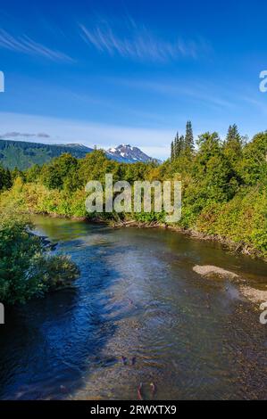Spawning sockeye salmon in a gravel bed in British Columbia, Canada ...
