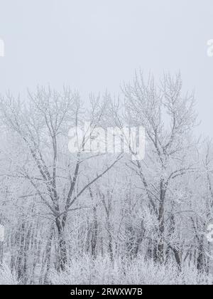 A moody winter scene with large cottonwood trees covered in hoar frost ...