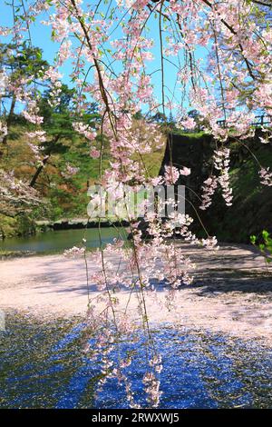 Flower rafts on the inner moat of Hirosaki Castle Stock Photo - Alamy