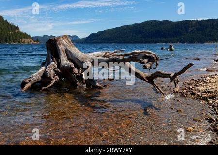 Logging Gold River Vancouver Island British Columbia Canada Stock Photo ...