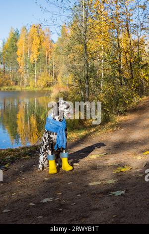 Rubber boots, umbrella and scarf on light wooden background Stock Photo ...