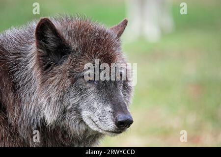 Wolfdog portrait - Canada Stock Photo - Alamy