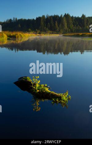 Beaver Creek, Brian Booth State Park, Oregon Stock Photo - Alamy